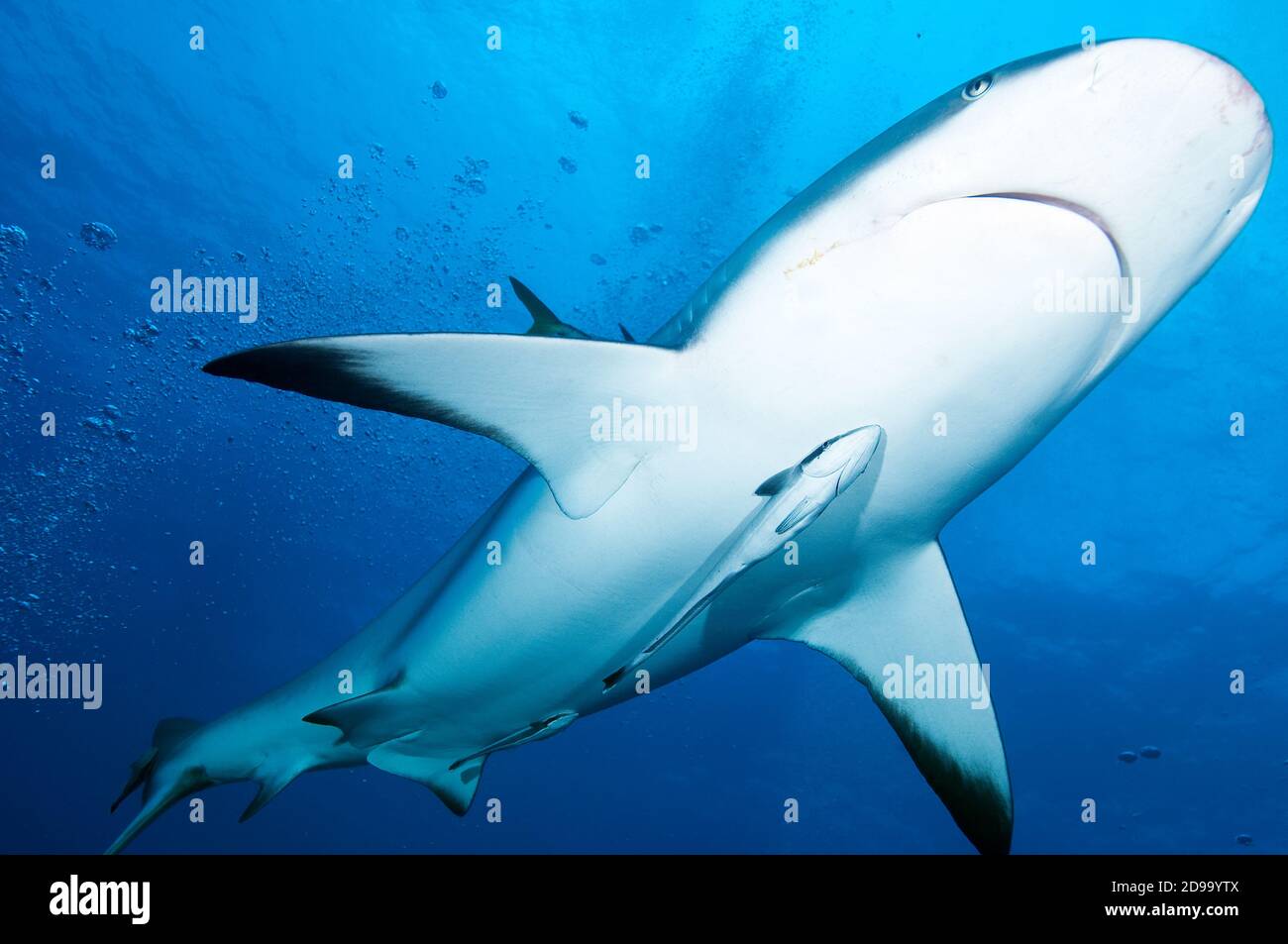 Reef shark, Roatan island, Honduras Stock Photo - Alamy