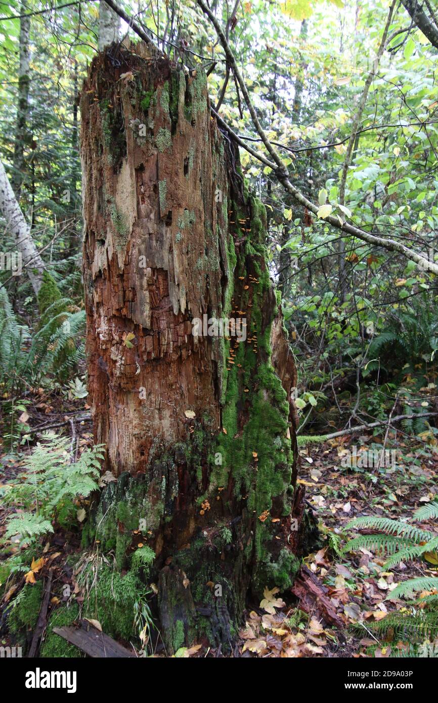 A rotten tree stump with mushrooms growing out of the mossy side Stock ...