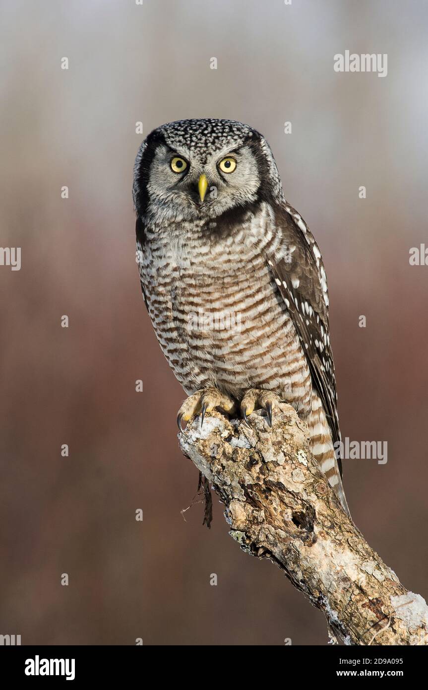 Northern hawk owl hi-res stock photography and images - Alamy