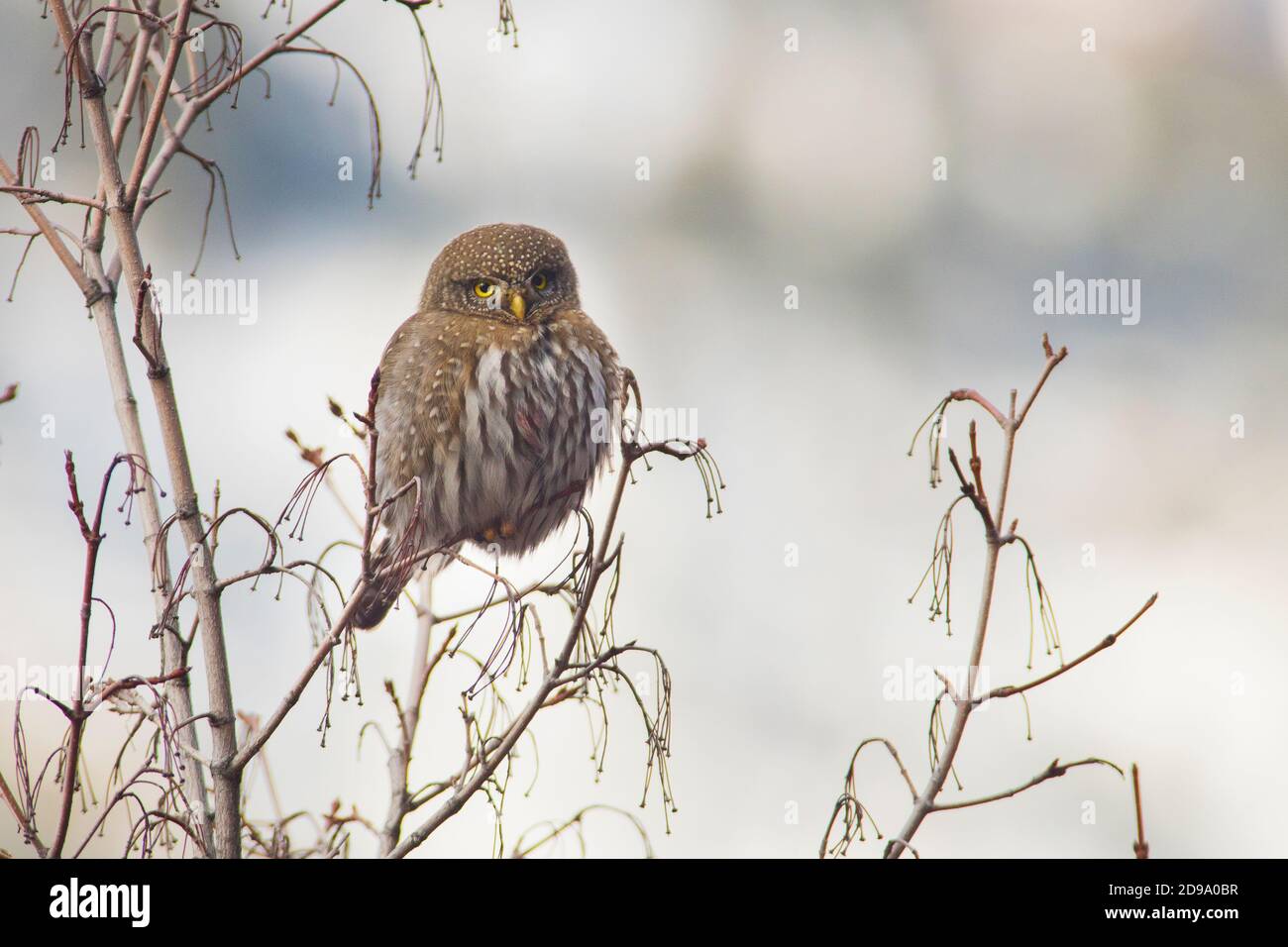 Mountain pygmy owl hi-res stock photography and images - Alamy