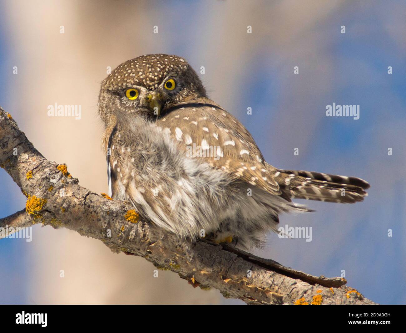 Mountain pygmy owl hi-res stock photography and images - Alamy