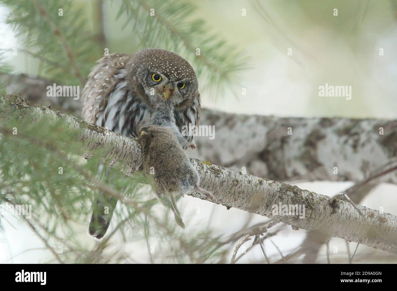Mountain pygmy owl hi-res stock photography and images - Alamy