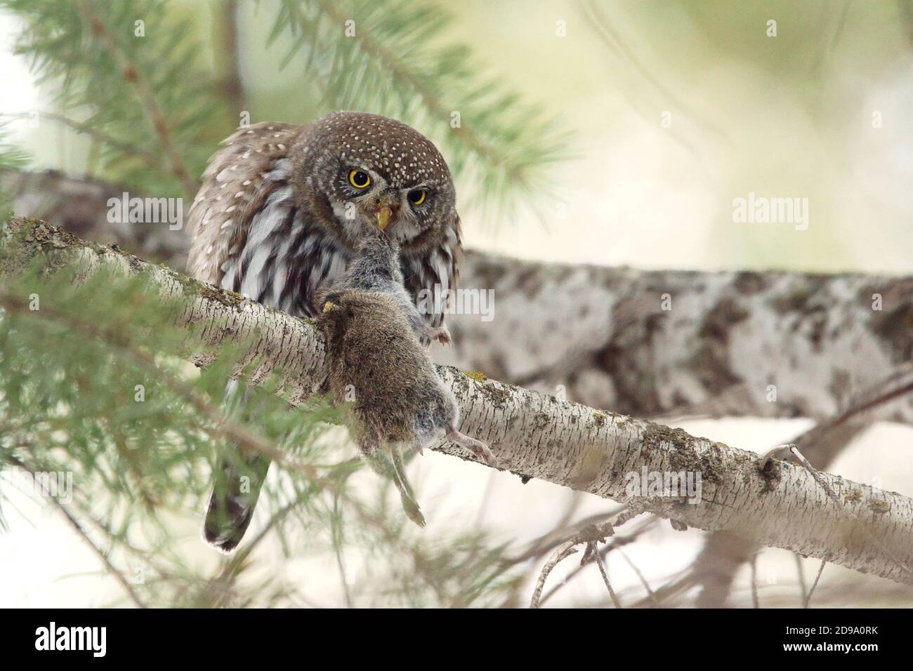 Northern Pygmy Owl Stock Photo - Alamy
