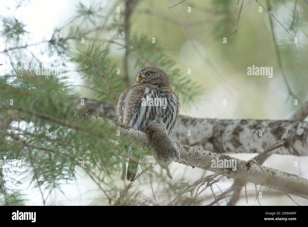 Mountain pygmy owl hi-res stock photography and images - Alamy