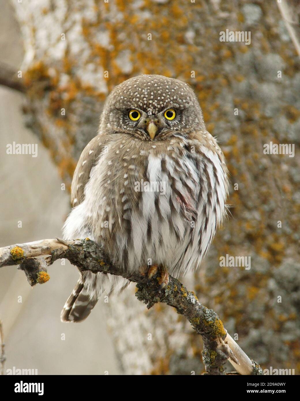 Northern Pygmy Owl Stock Photo - Alamy
