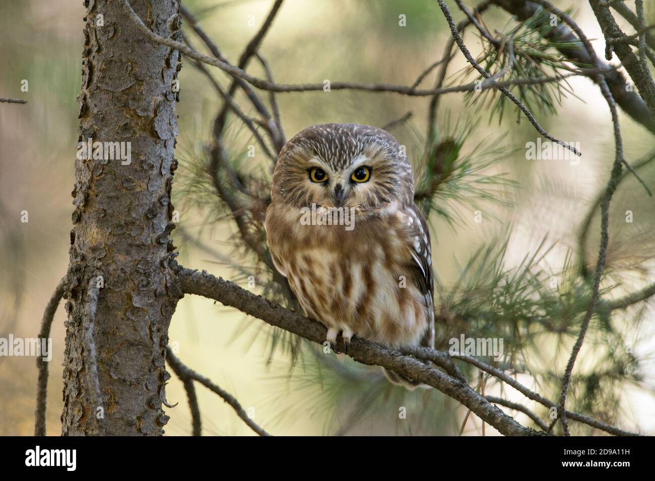Northern Saw Whet Owl Stock Photo - Alamy