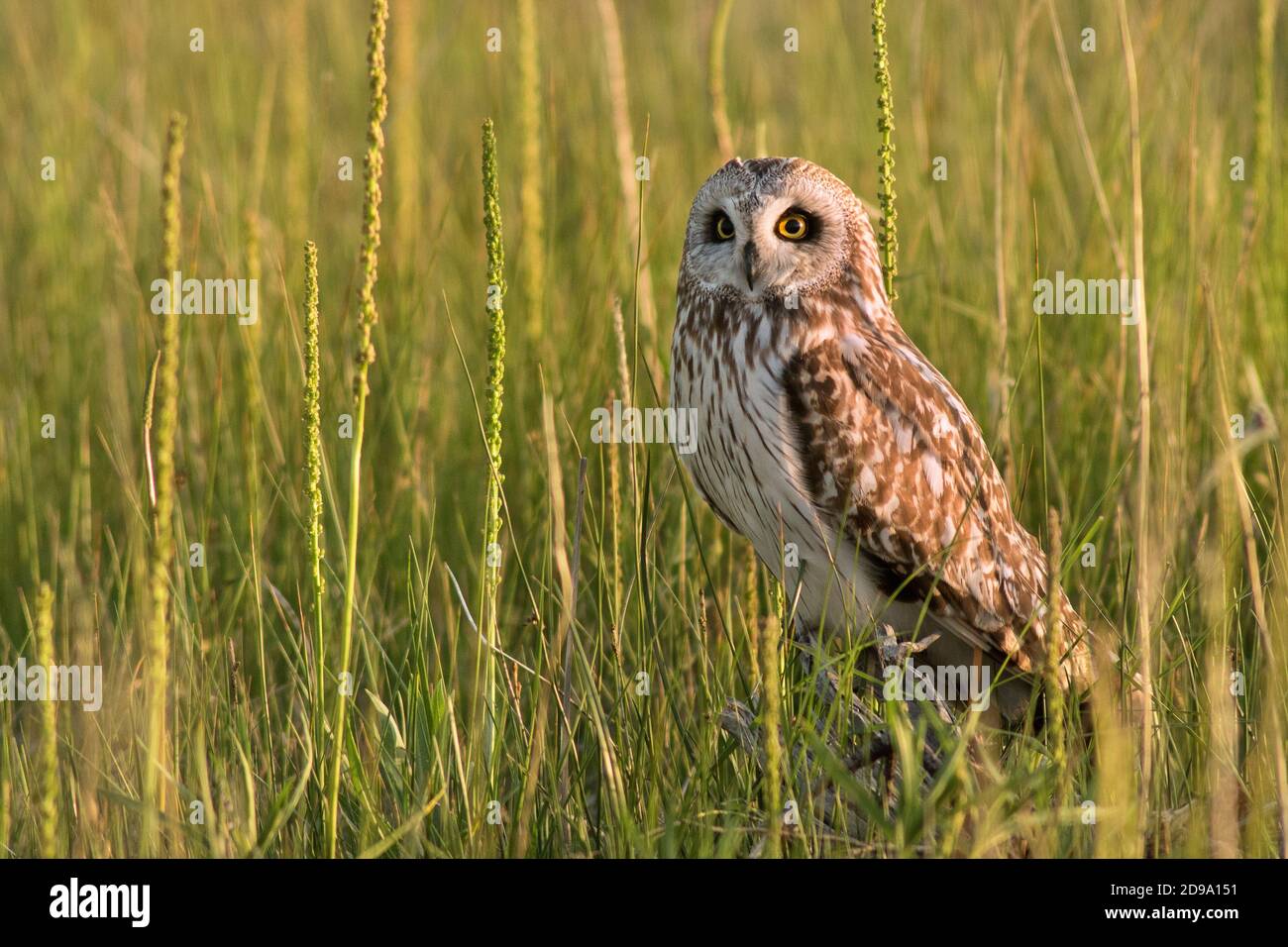 Short Eared Owl Stock Photo - Alamy