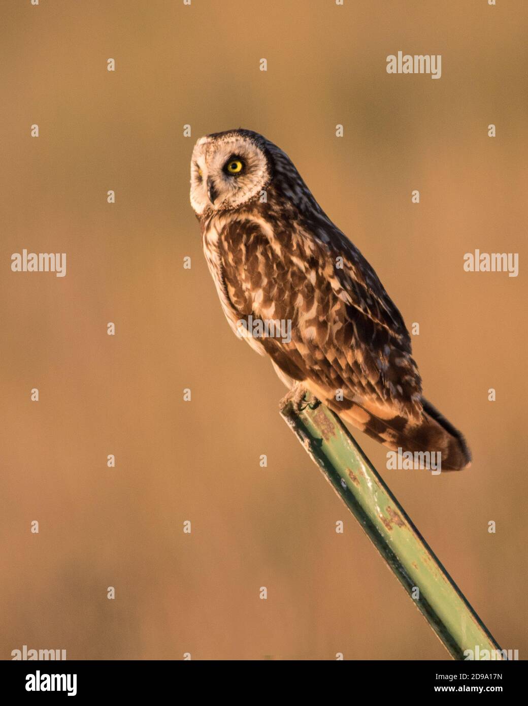 Short Eared Owl Stock Photo - Alamy