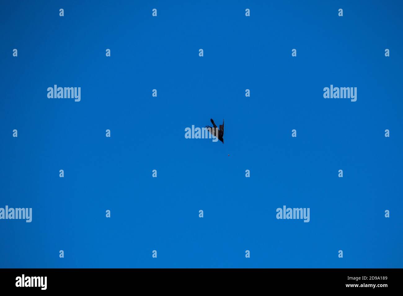 A crow dropping a nut so it can hit the ground and break open Stock ...