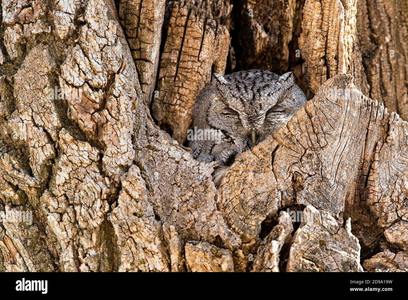Western Screech Owl Stock Photo - Alamy