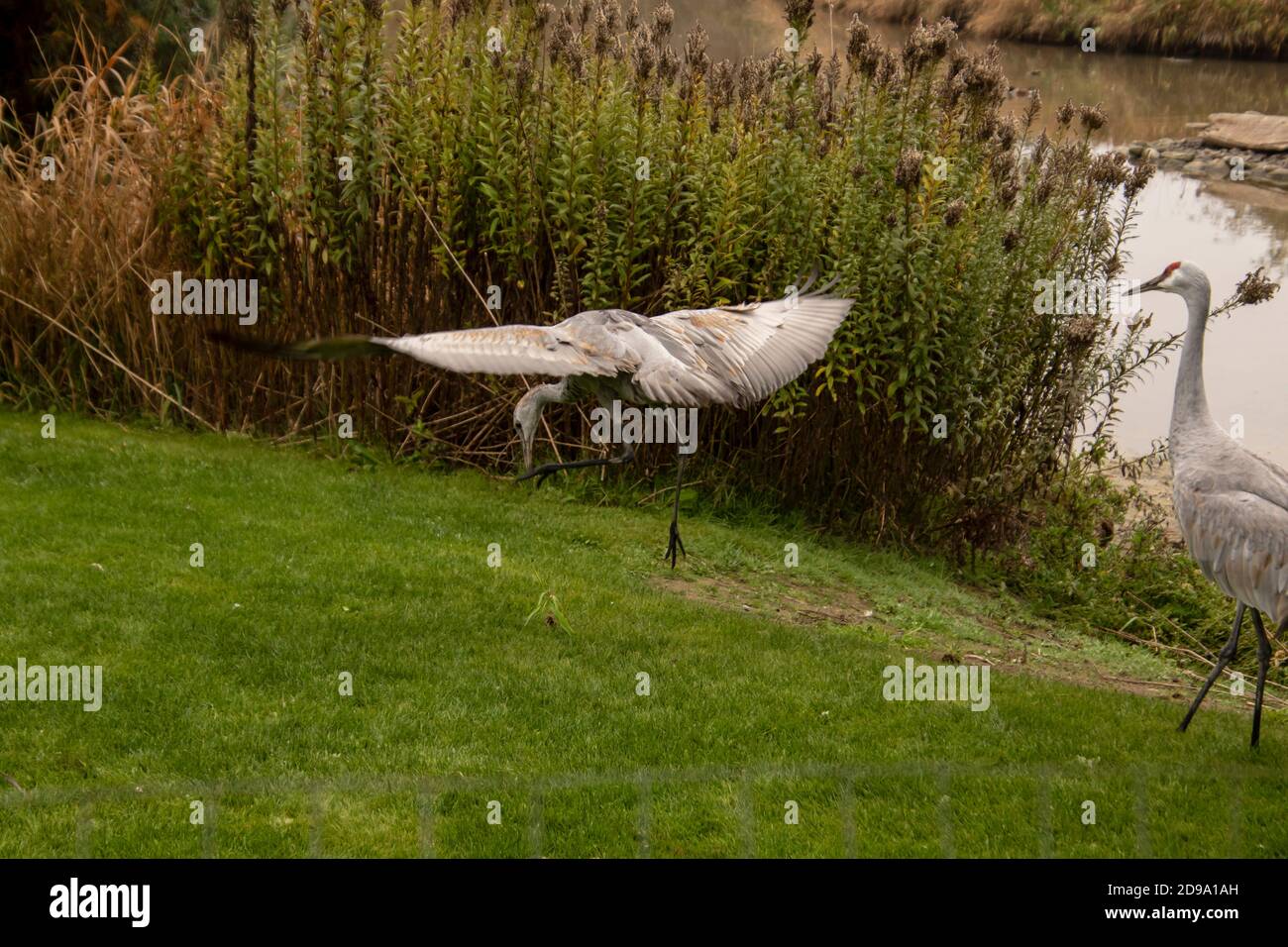 A sandhill crane playing with a clump of green grass on a grass lawn ...