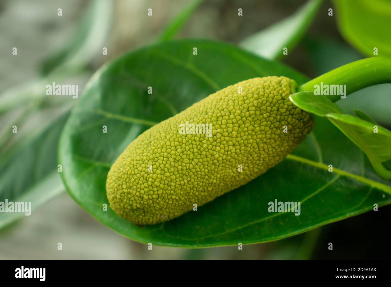 A small and single jackfruit growing on a big tree Stock Photo - Alamy