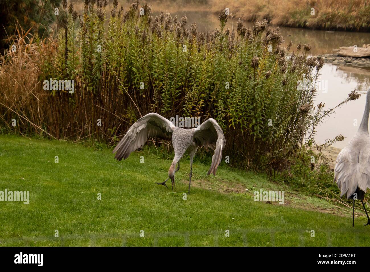 A sandhill crane playing with a clump of green grass on a grass lawn ...