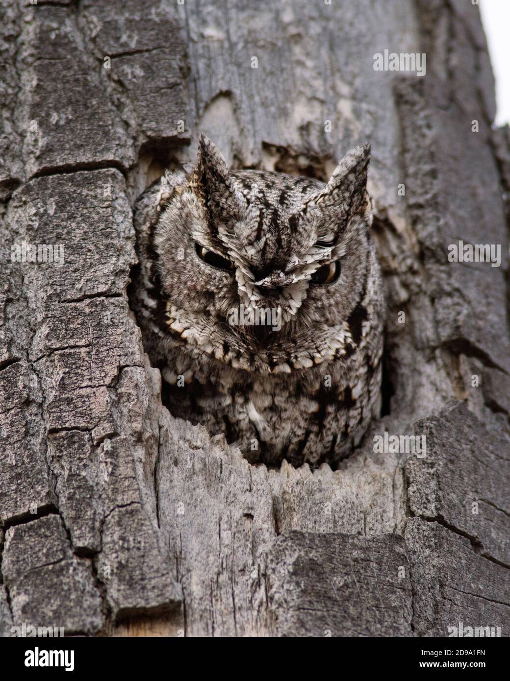 Western Screech Owl Stock Photo - Alamy