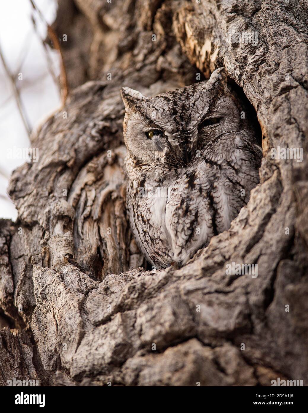 Western Screech Owl Stock Photo - Alamy