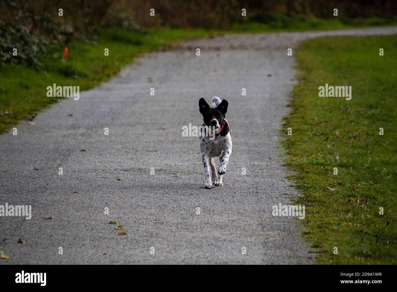 A black and white pit bull mix running toward the camera on a gravel ...