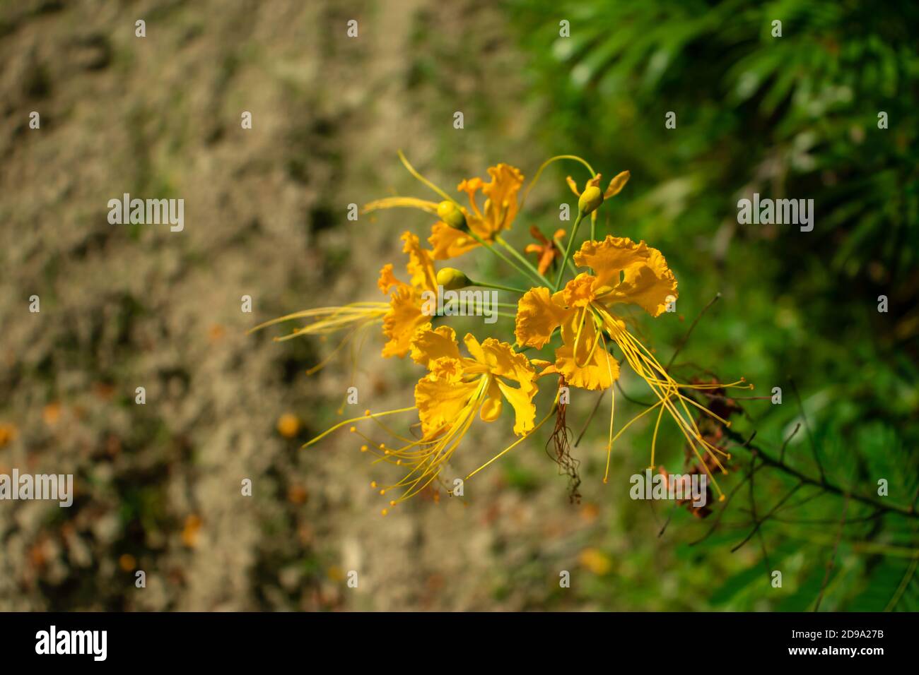 Krishnacura is a tree plant whose scientific name is Delonix regia ...