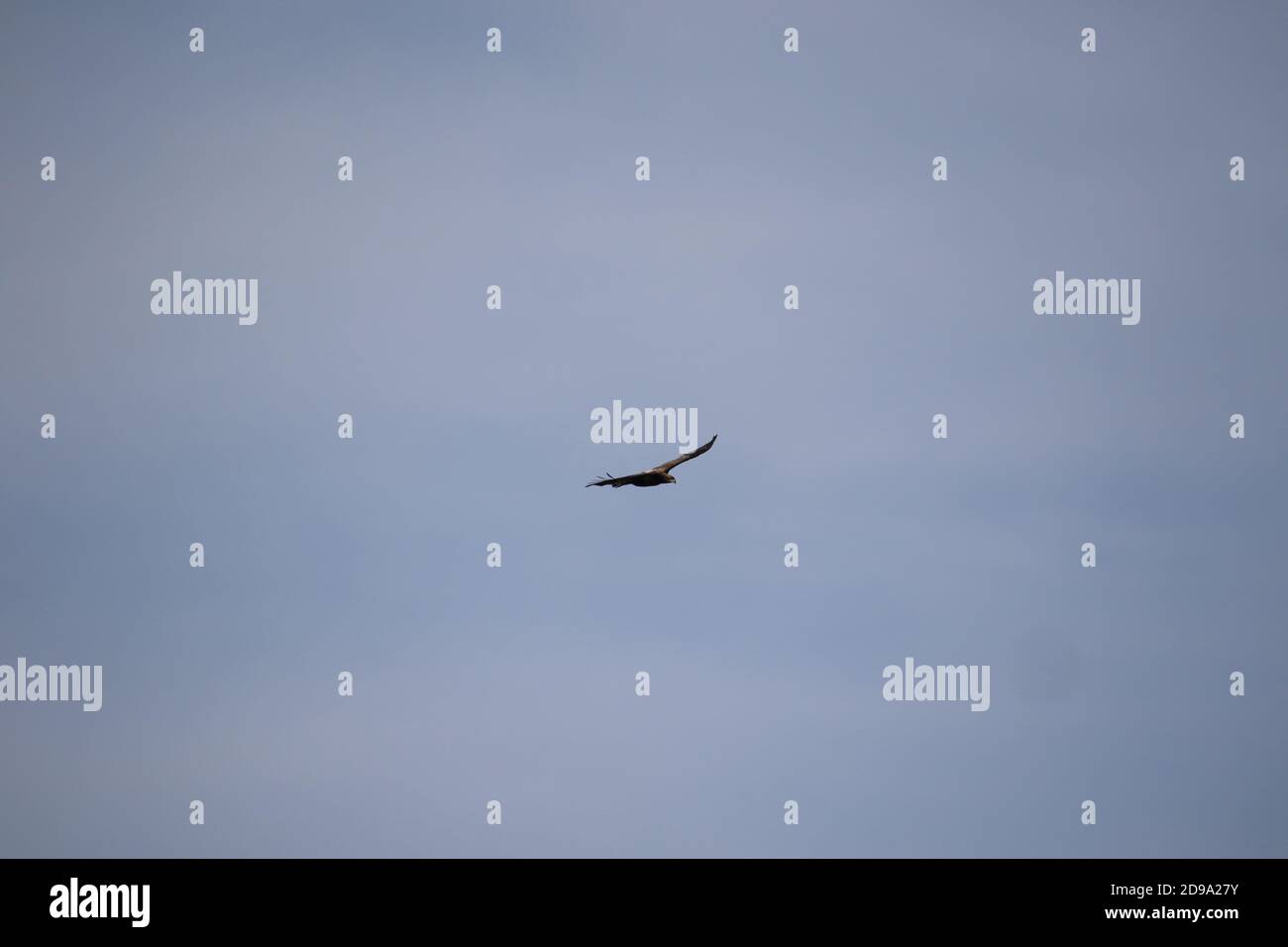A brown eagle flying from left to right with a blue cloudy sky in the ...