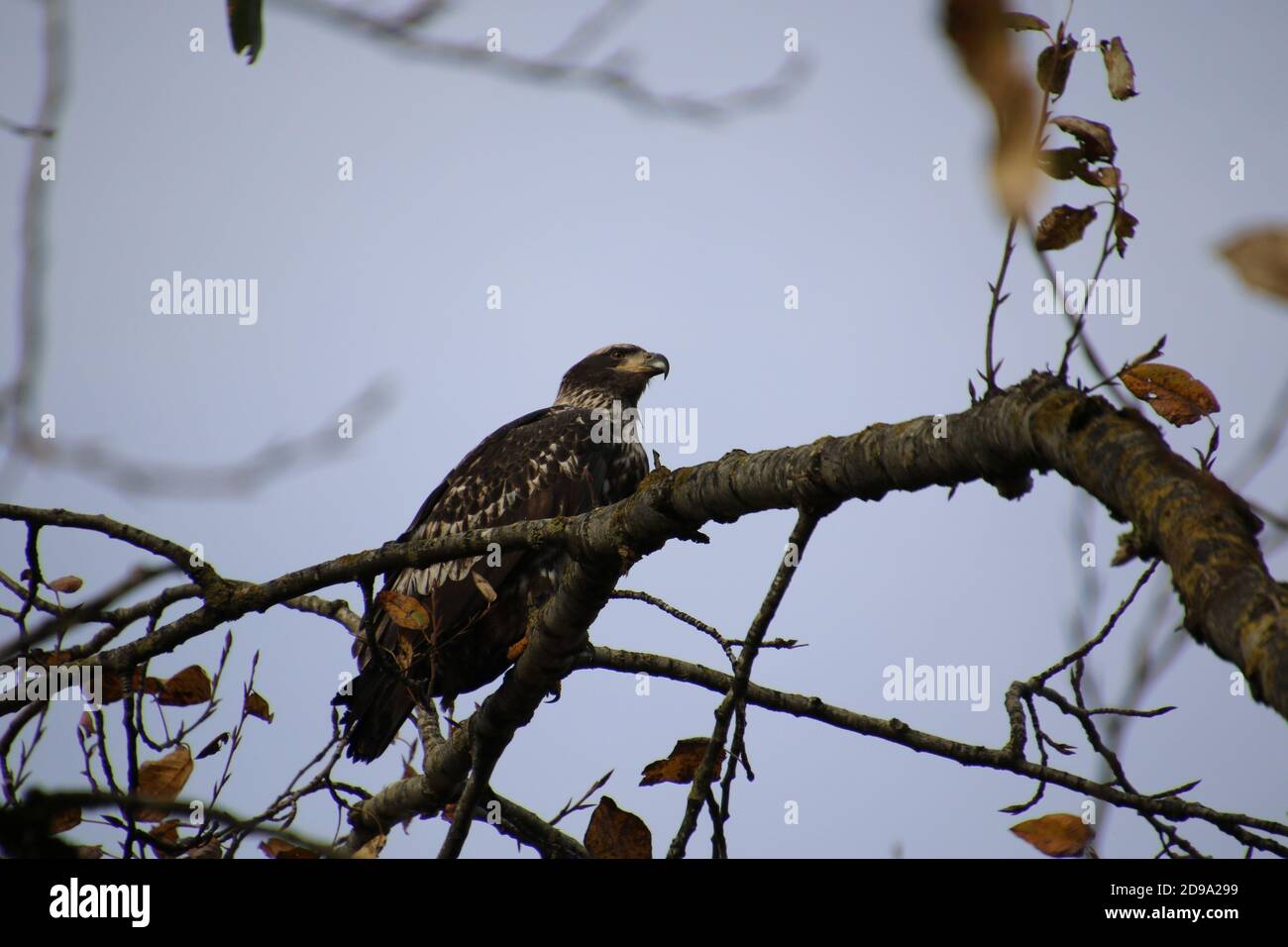 A young bald eagle perched on a tree branch with a grey sky in the ...