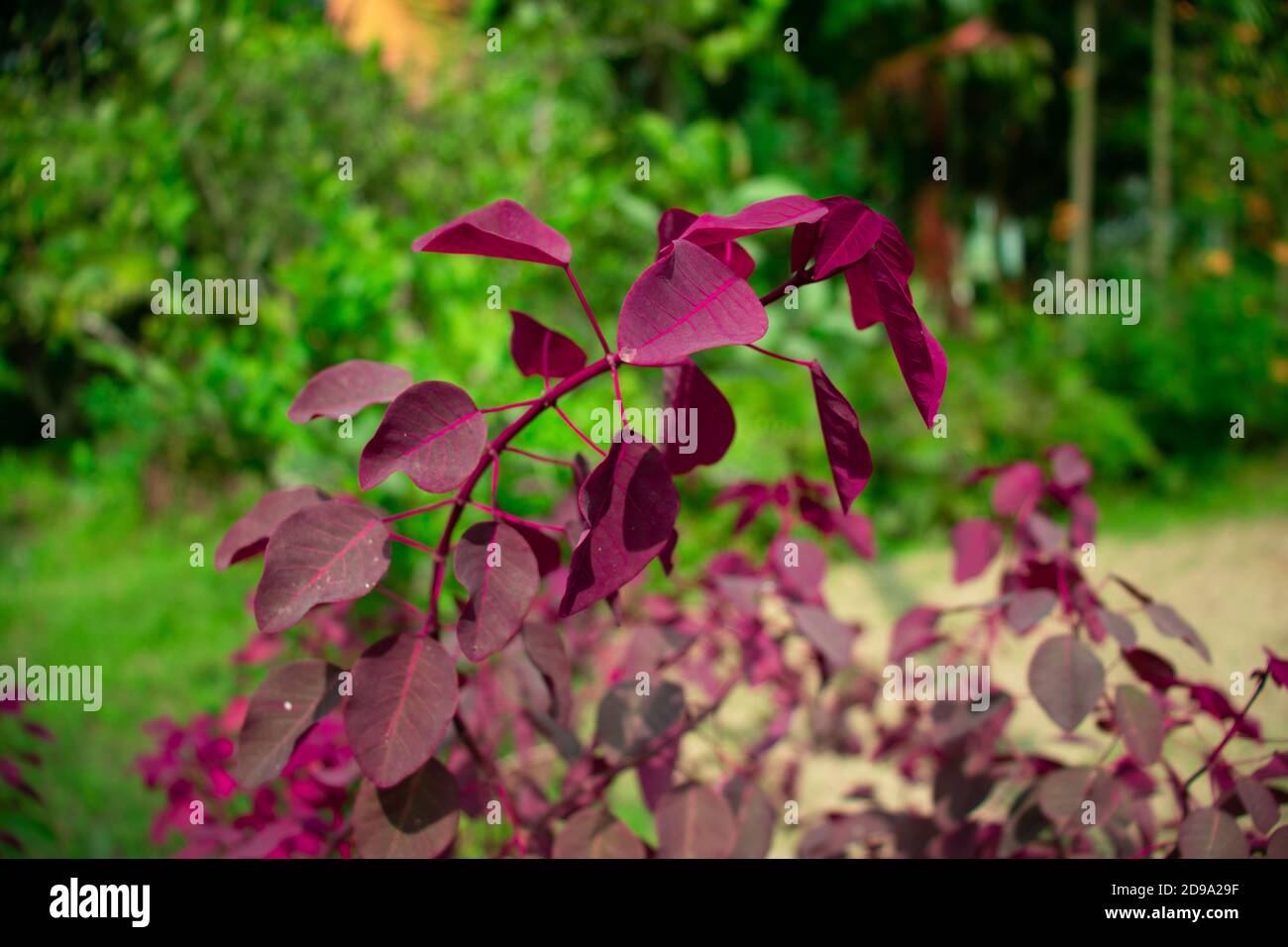 Many natural colours hi-res stock photography and images - Alamy
