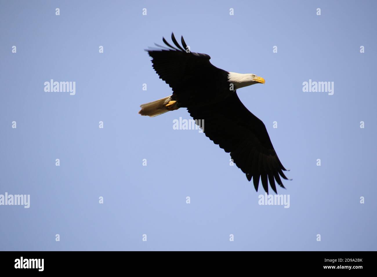 A bald eagle flying from left to right with a blue sky in the ...