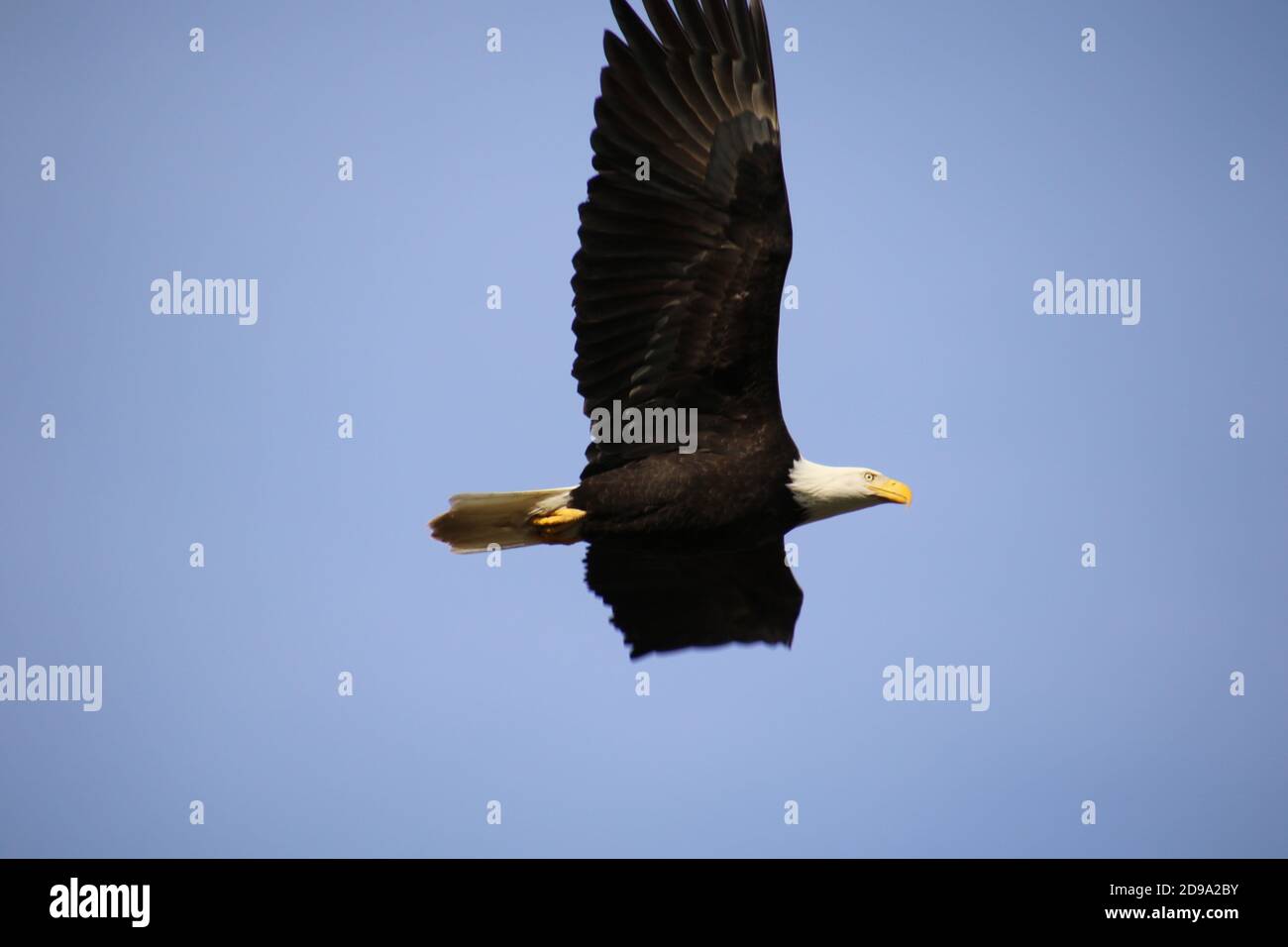 Bald Eagle Flying Right