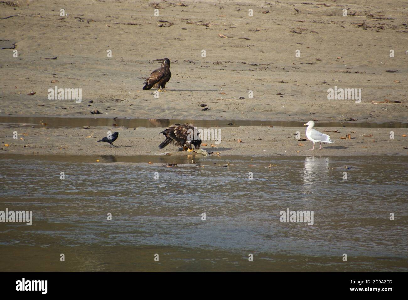 A young bald eagle standing on the edge of a sandy beach bordering a ...