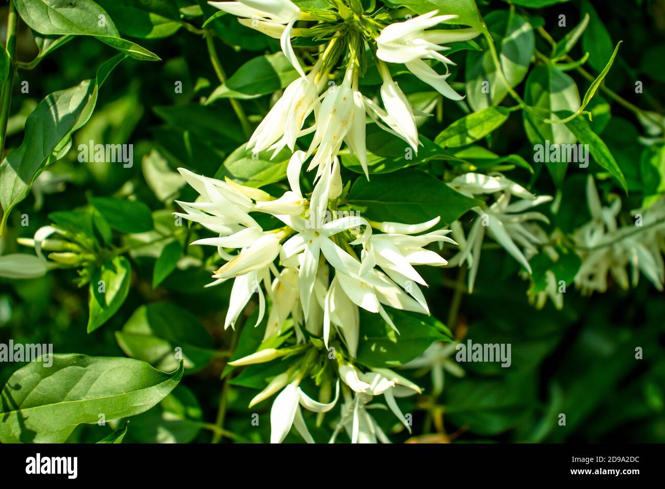 Jasmine leaf hi-res stock photography and images - Alamy