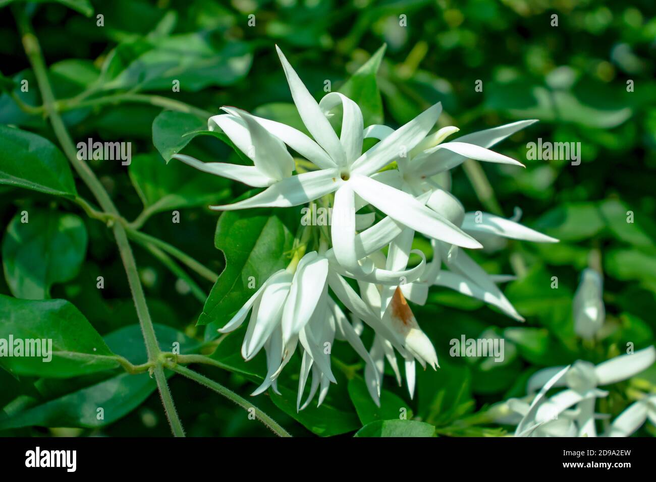 Jui flowers hi-res stock photography and images - Alamy