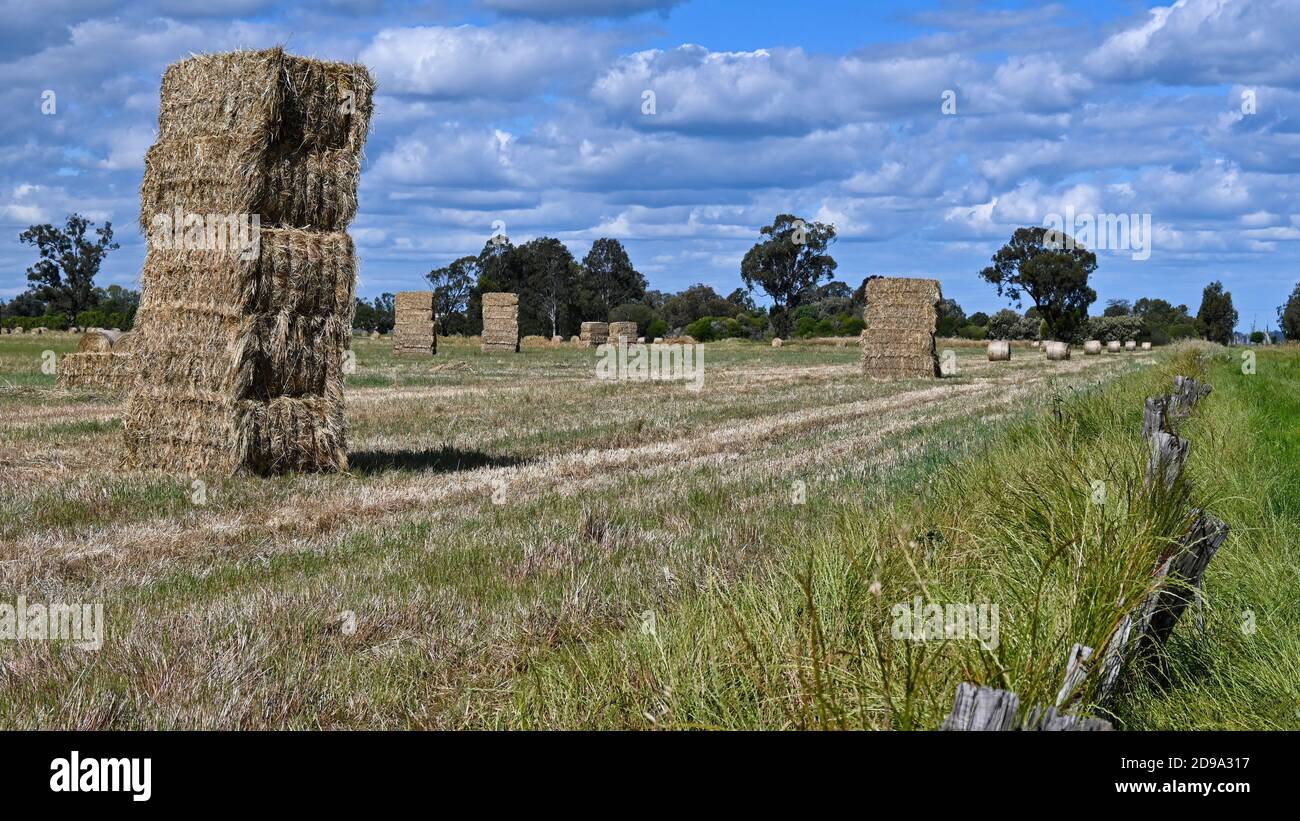 Tall hay stacks and round hay bales in a paddock Stock Photo - Alamy