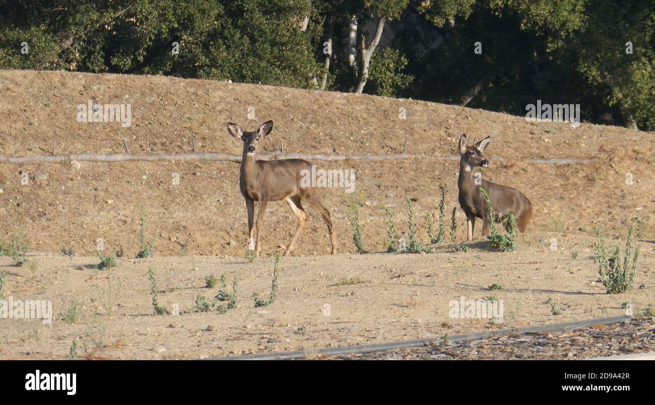Los Angeles, California, USA 3rd Novmeber 2020 A general view of ...