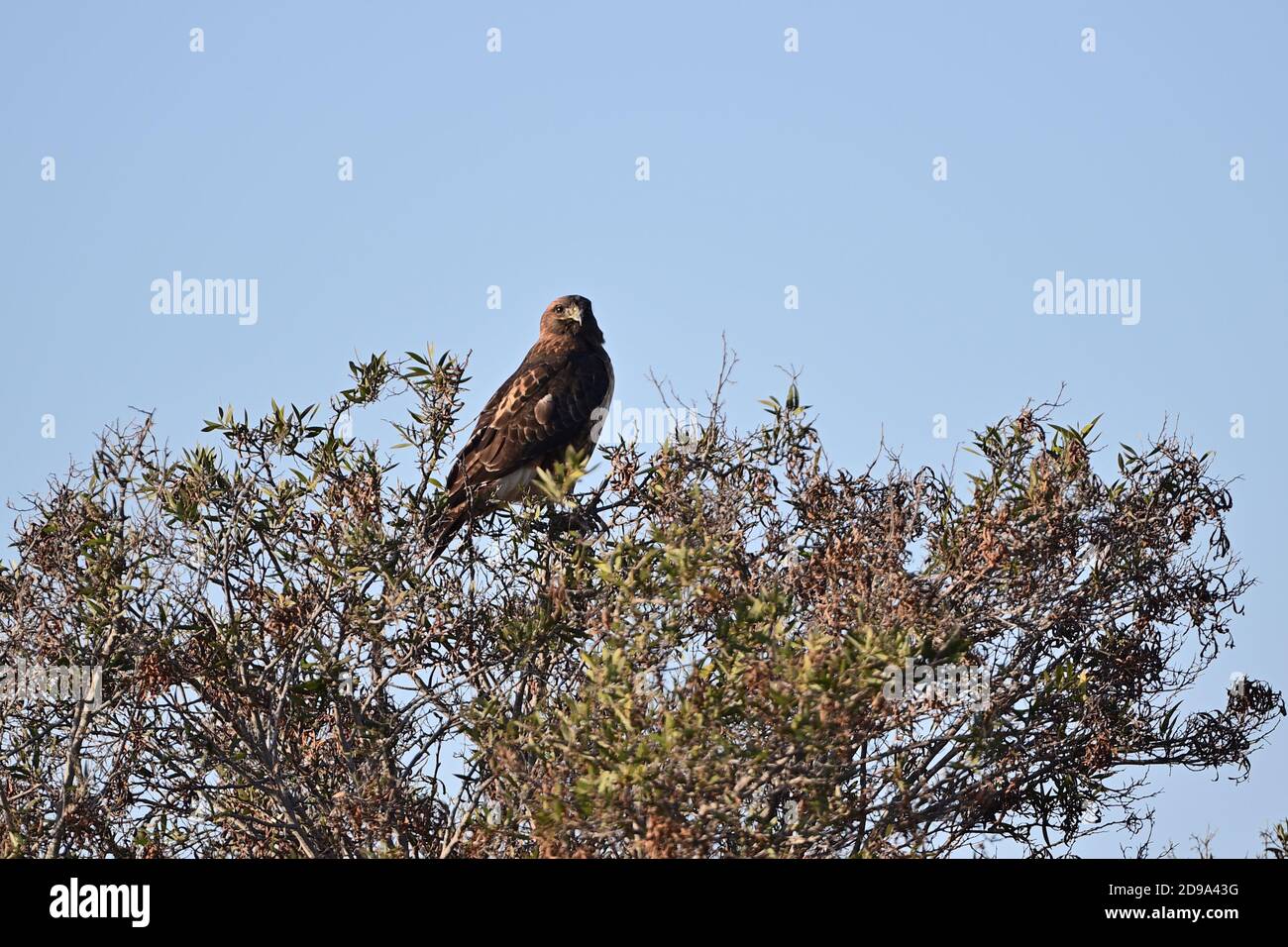 Cooper's Hawk on Tree Top Stock Photo - Alamy