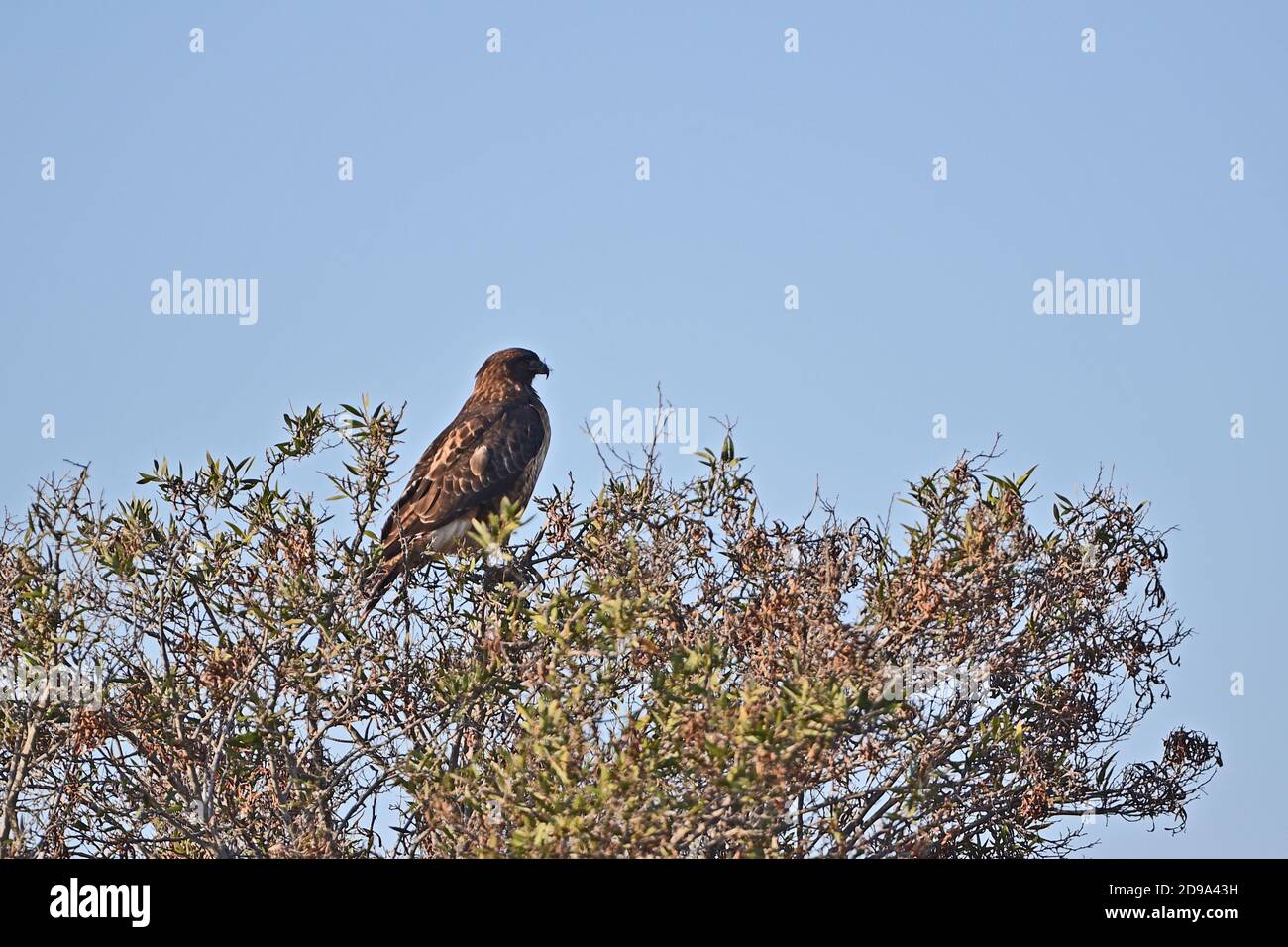 Cooper's Hawk on Tree Top Stock Photo - Alamy