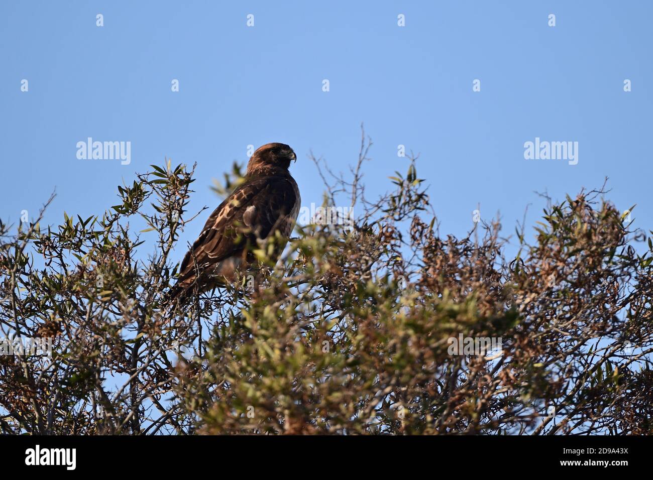 Cooper's Hawk on Tree Top Stock Photo - Alamy
