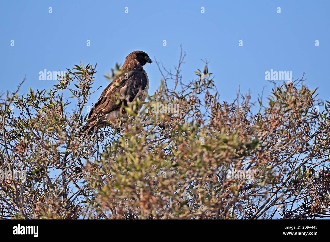 Cooper's Hawk on Tree Top Stock Photo - Alamy