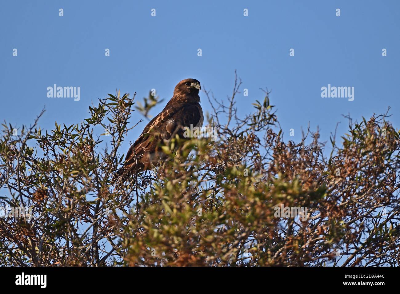Cooper's Hawk on Tree Top Stock Photo - Alamy