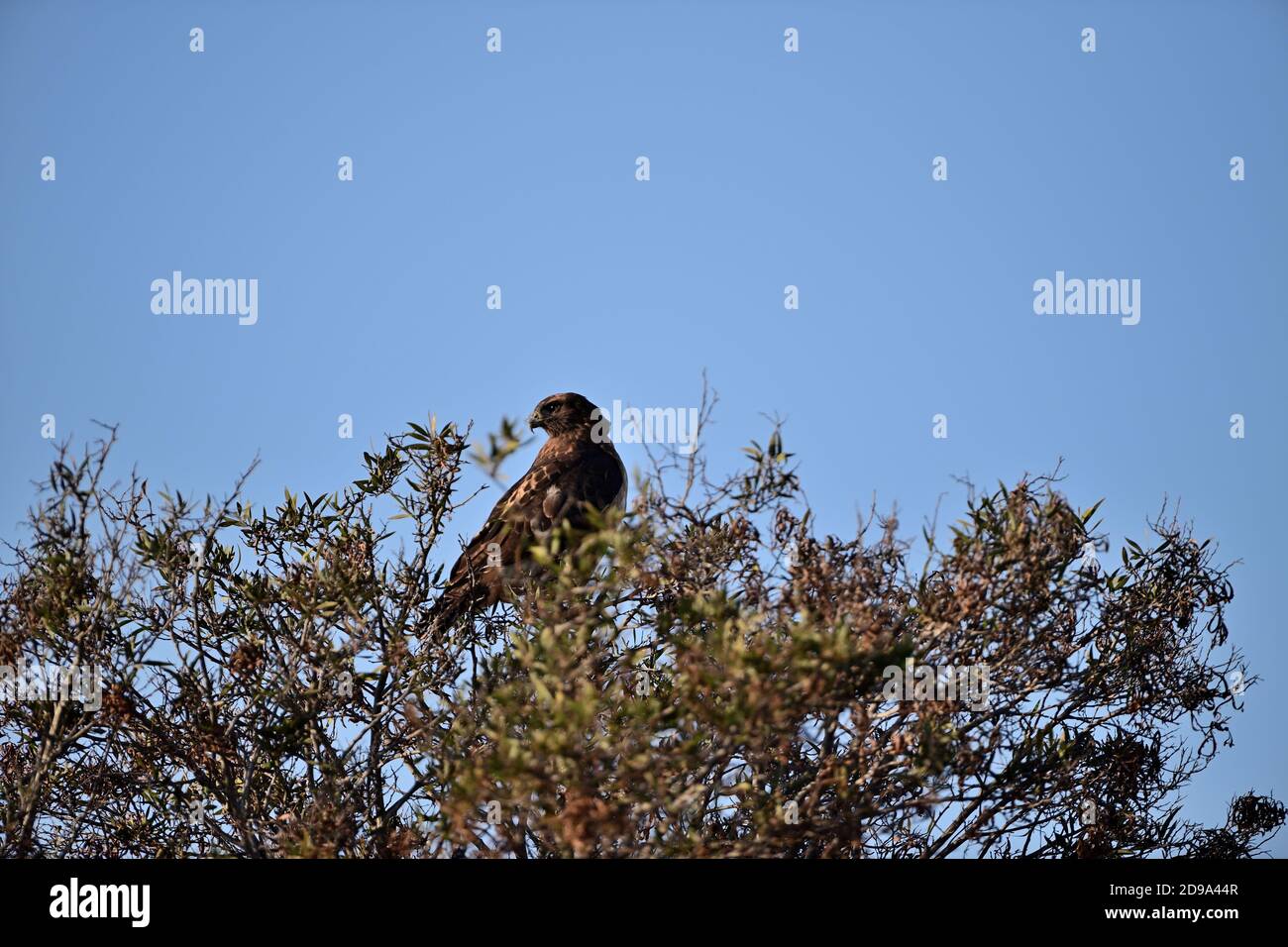 Cooper's Hawk on Tree Top Stock Photo - Alamy