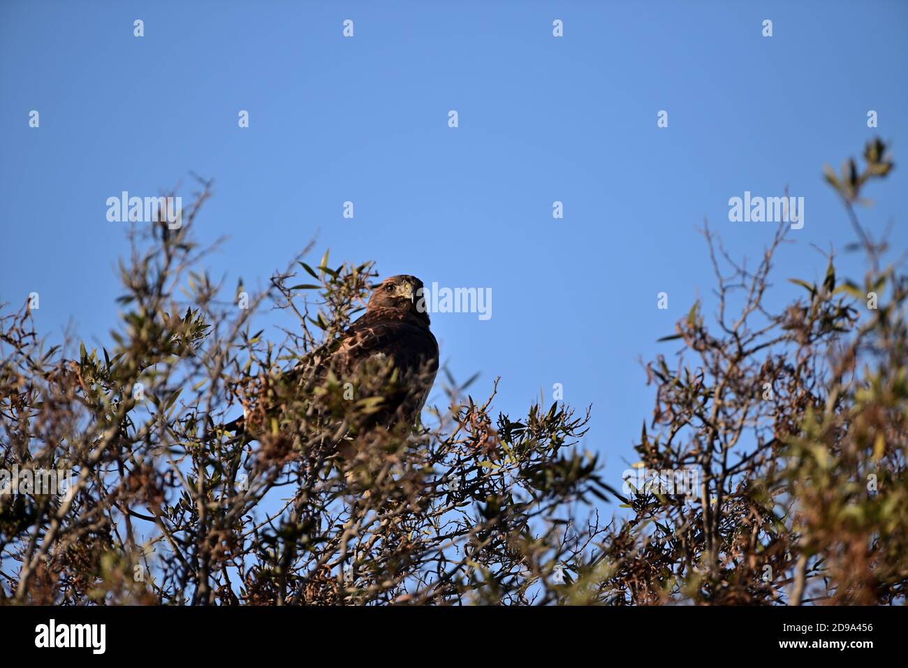 Cooper's Hawk on Tree Top Stock Photo - Alamy