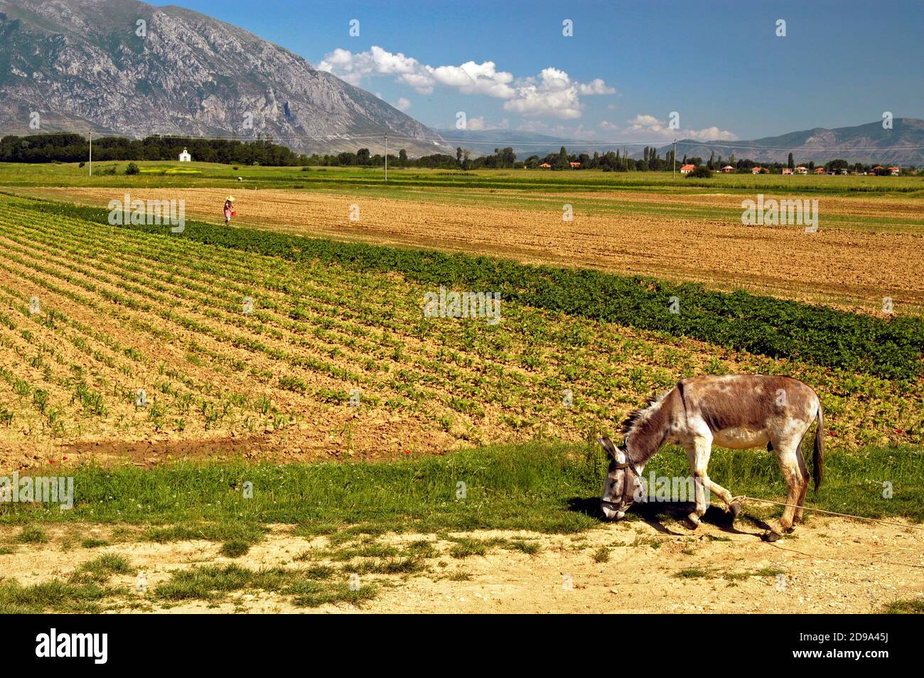 Albanian peasant farmers and donkey, Albania Stock Photo - Alamy