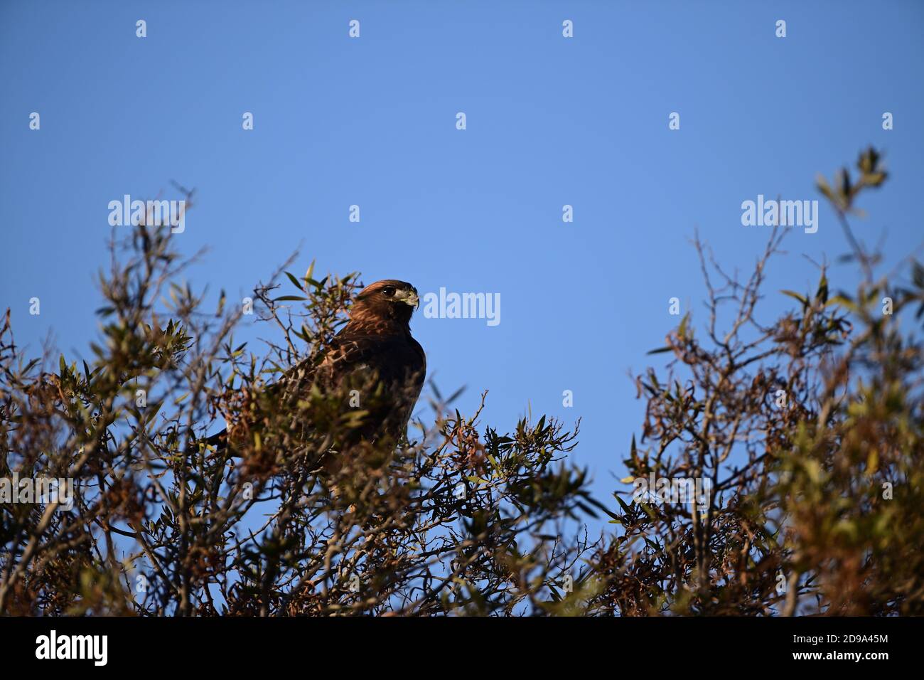 Cooper's Hawk on Tree Top Stock Photo - Alamy