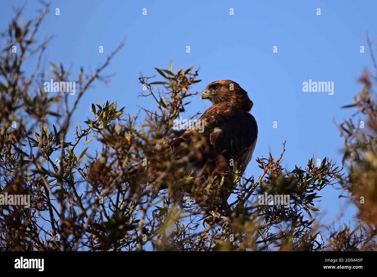 Cooper's Hawk on Tree Top Stock Photo - Alamy