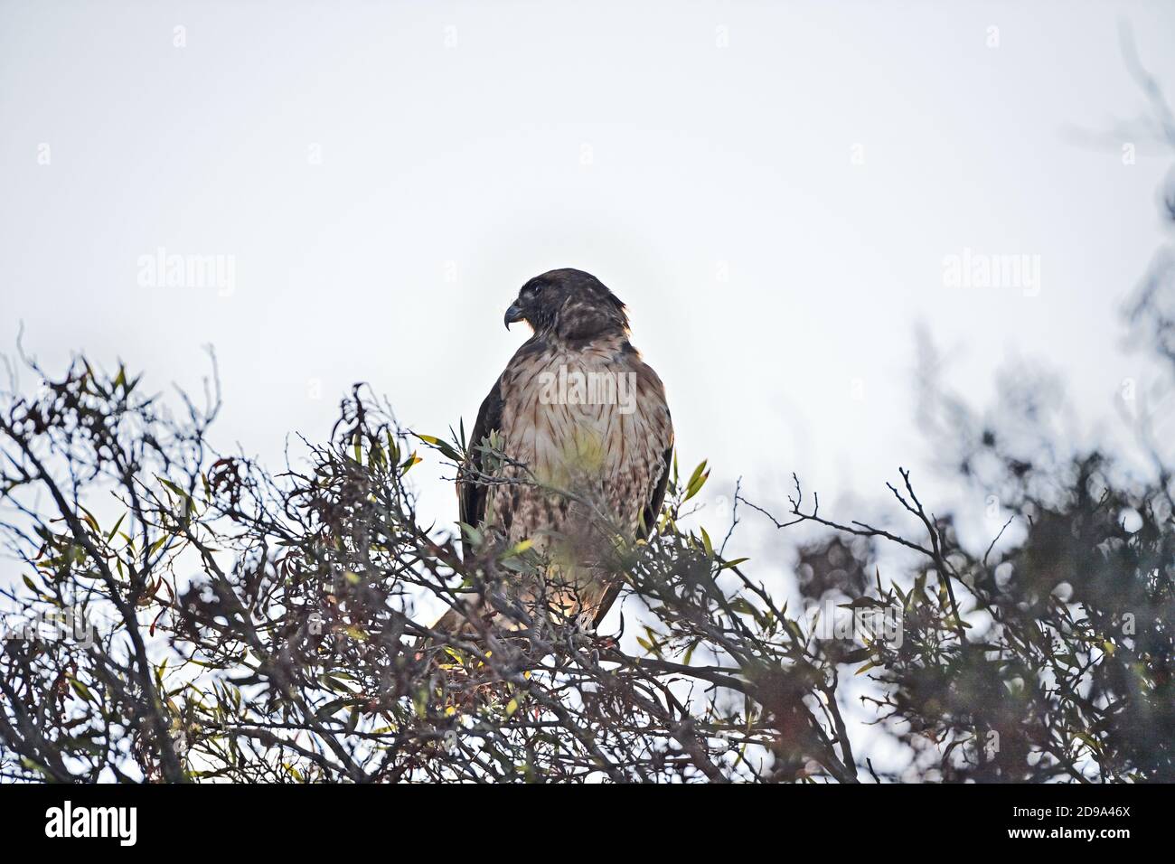 Cooper's Hawk on Tree Top Stock Photo - Alamy