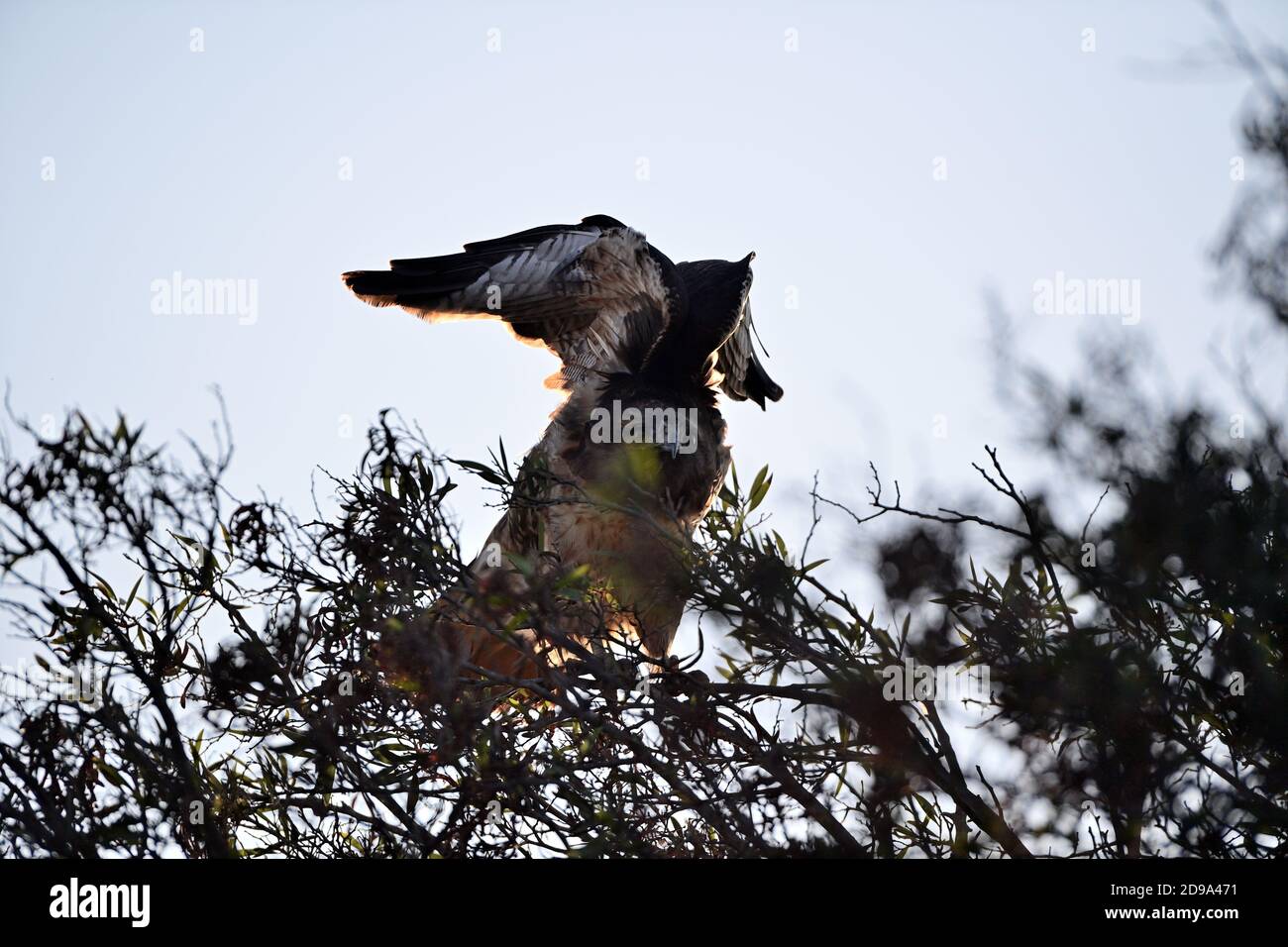 Cooper's Hawk on Tree Top Stock Photo - Alamy