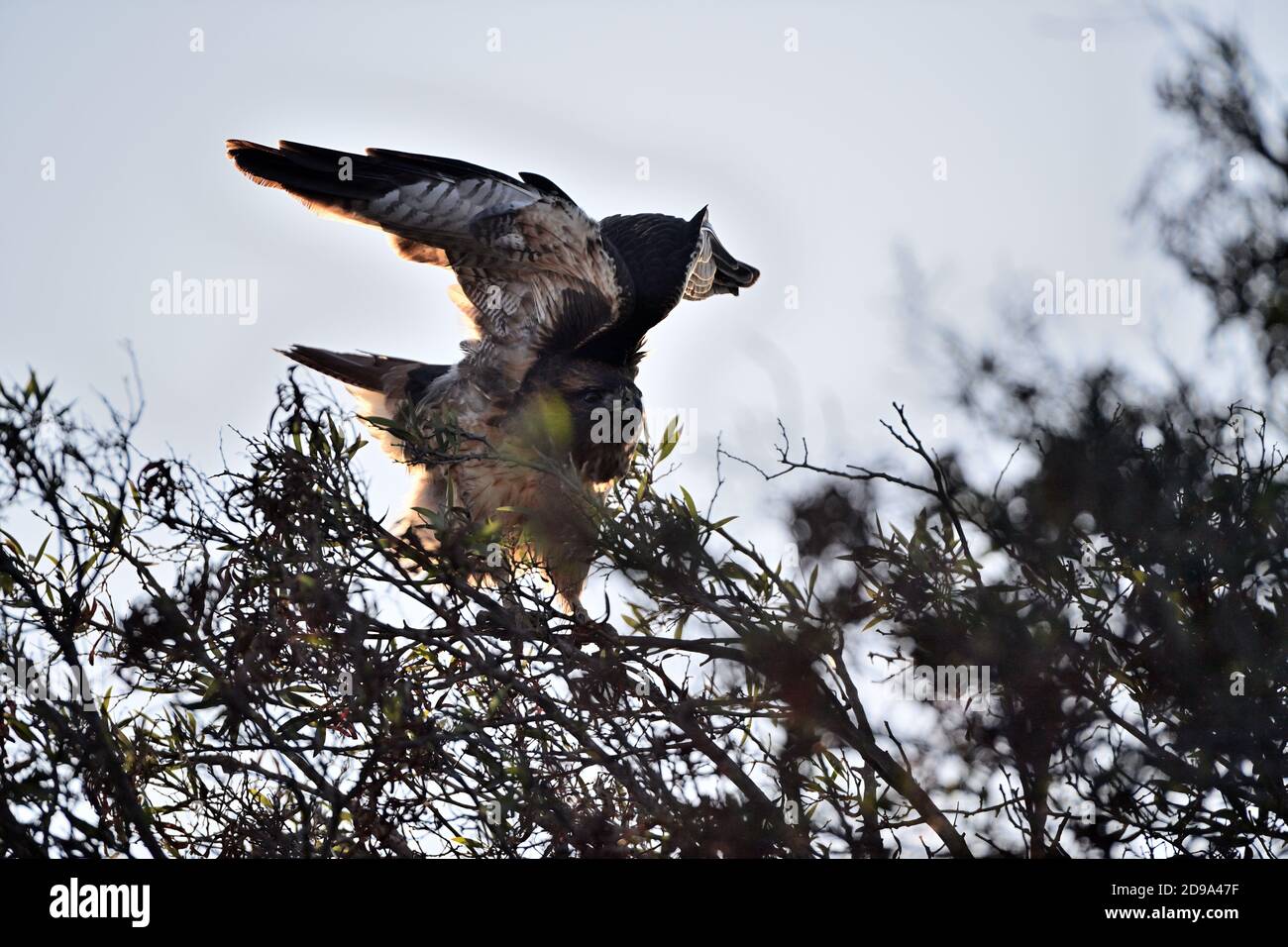 Cooper's Hawk on Tree Top Stock Photo - Alamy