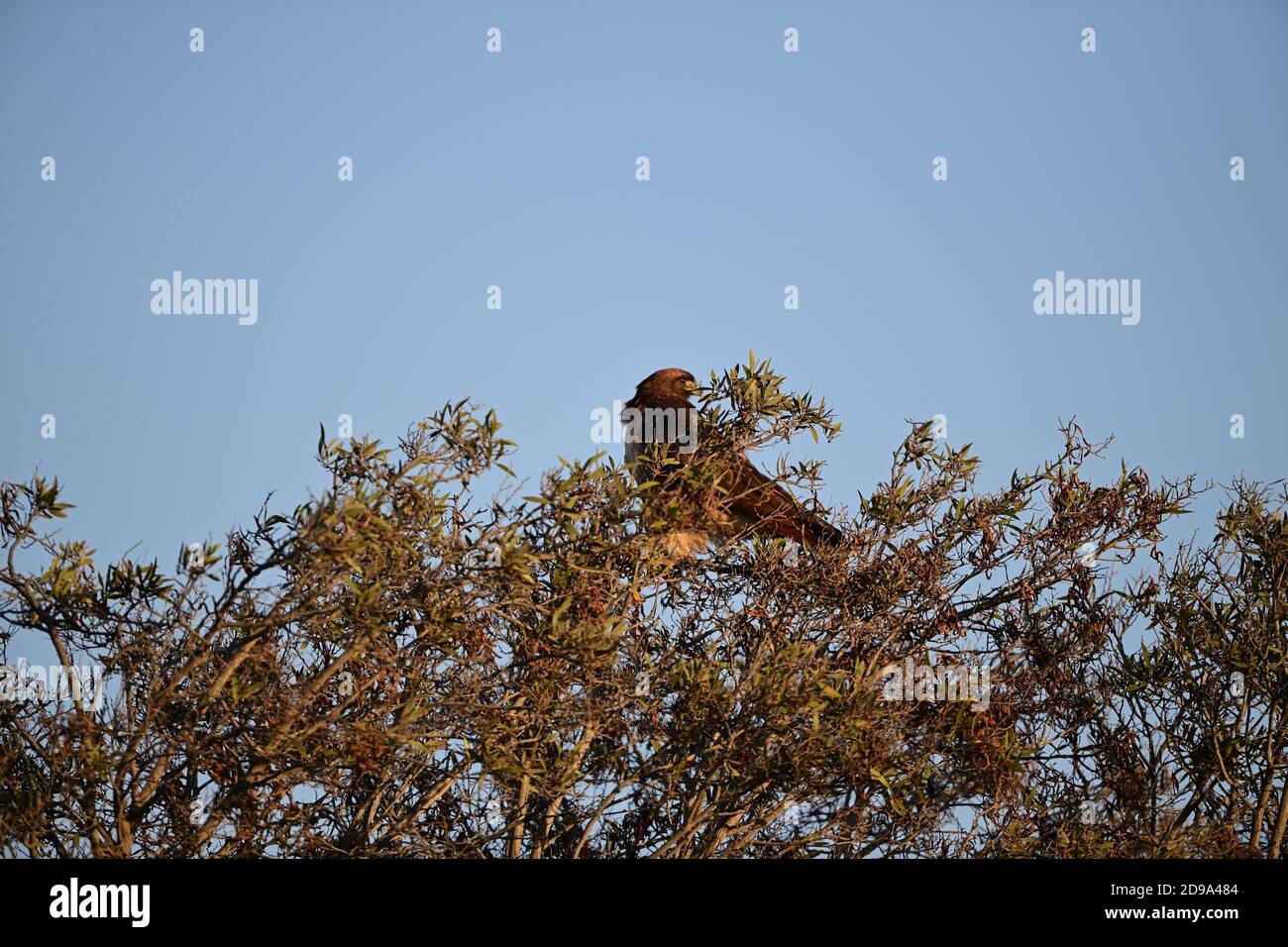 Cooper's Hawk on Tree Top Stock Photo - Alamy