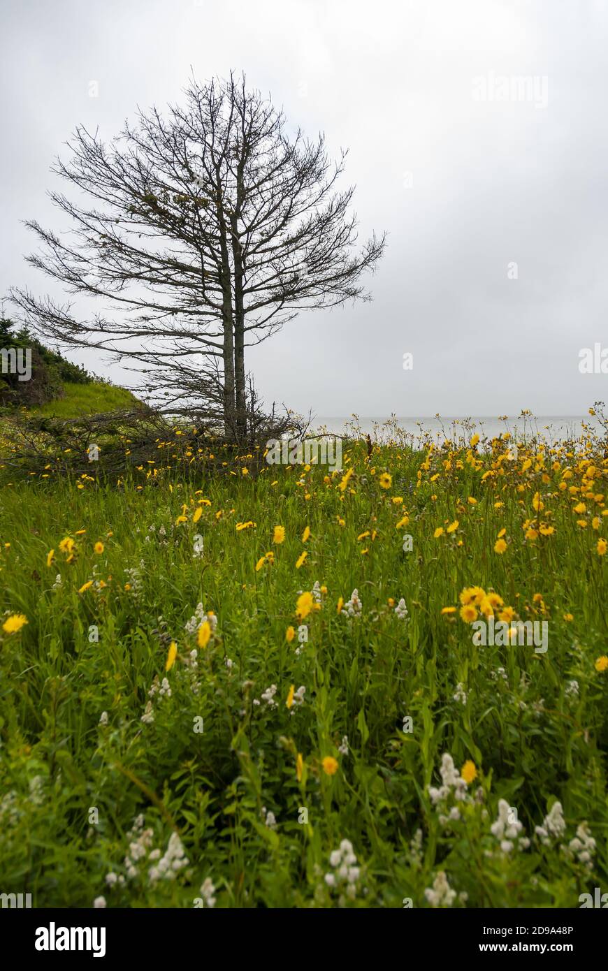 Vertical shot of a meadow with a tree without leaves on a cloudy day ...