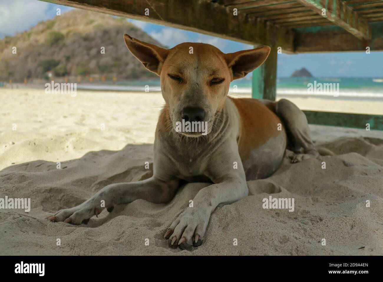 Close up of a dog on a sandy beach. Cute dog in holiday at the beach in ...