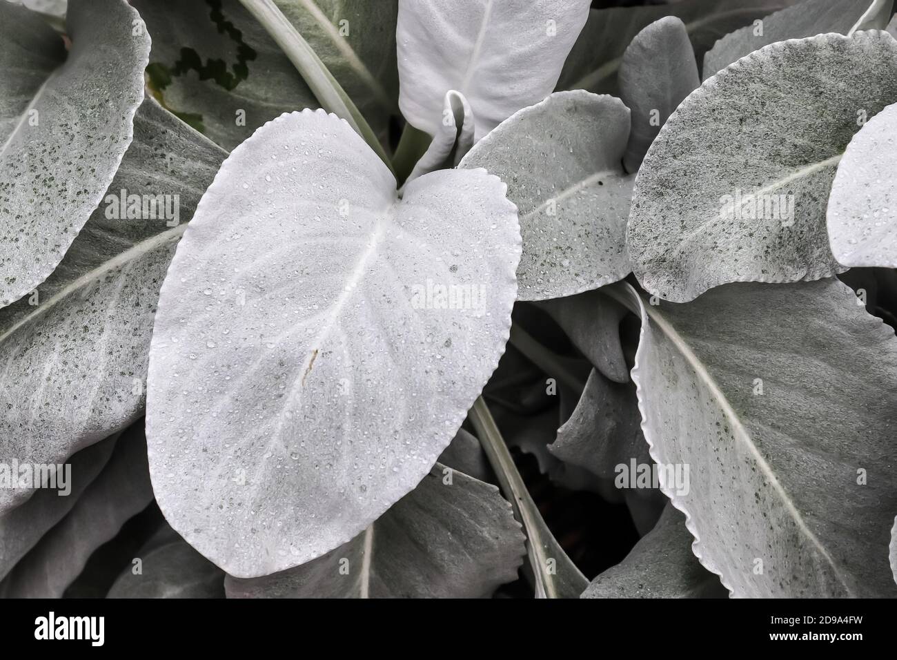 Closeup of angel wings (Senecio candicans Stock Photo - Alamy
