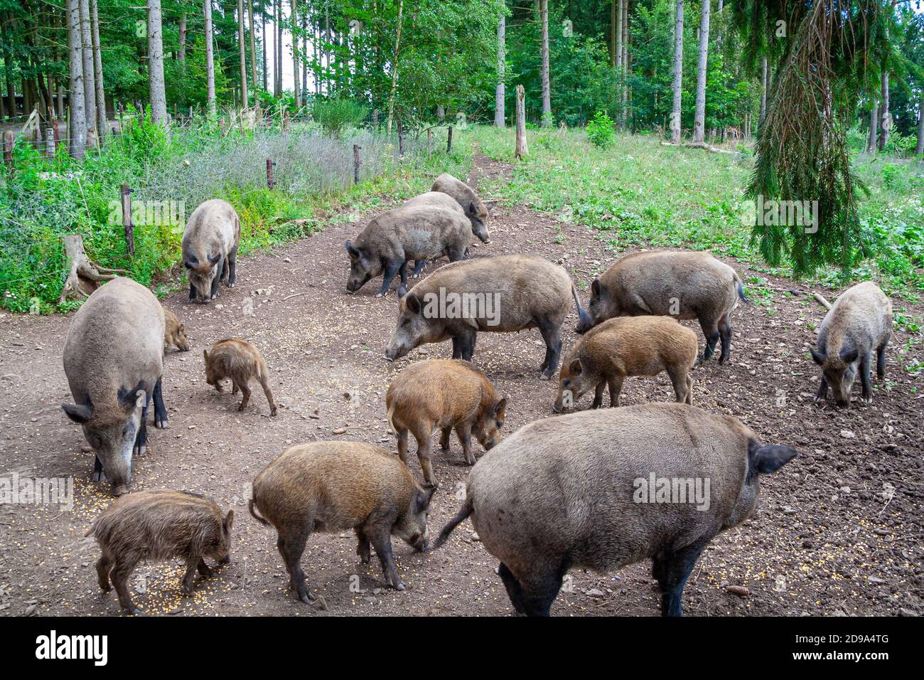 Hungarian Mangalica pigs in a pig farm Stock Photo - Alamy
