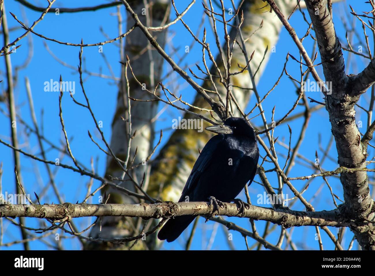 Low angle shot of a black crow sitting on the branches of a tree during ...